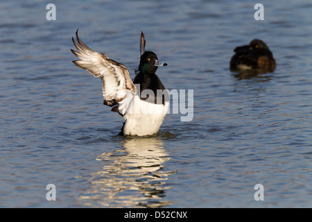 Tufted Duck Aythya fuligula Anatidae Stock Photo - Alamy