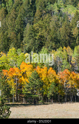 Aspen trees with coniferous and deciduous trees colorado Stock Photo ...