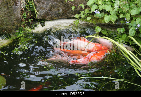 Goldfish spawning in a fishpond Stock Photo - Alamy