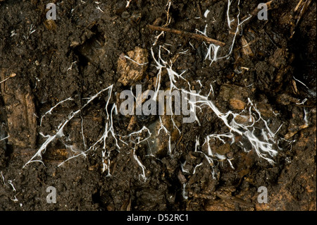 Branching threads of mycorrhizal fungus mycelium in organic soil Stock ...