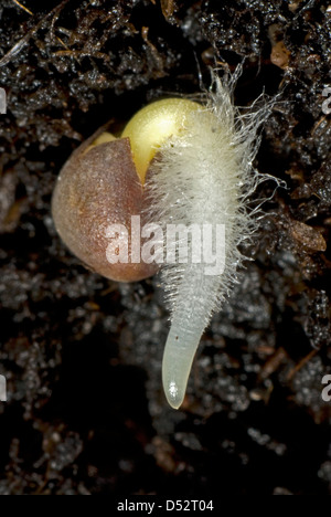 A germinating cabbage seed with root developing with root hairs on soil ...