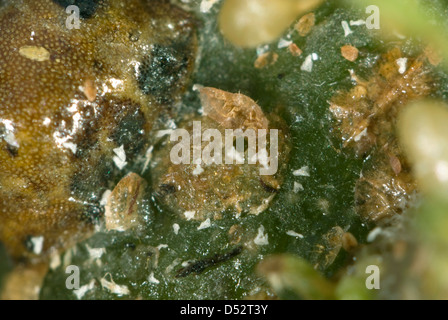 Parasitoid wasp (Metaphycus helvolus) a scale insect parasite Stock ...