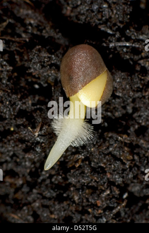 A germinating cabbage seed with root developing with root hairs on soil ...