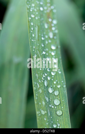 A vertical shot of raindrops water detail in balcony Stock Photo - Alamy