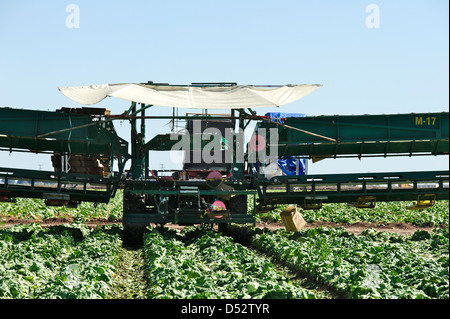 Lettuce harvesting equipment in the field Stock Photo: 54767990 - Alamy