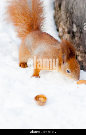 Red squirrel on the snow taken in Kyiv, Ukraine, in winter Stock Photo ...