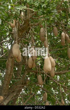 Cluster of huge seed pods of Koelreuteria paniculata - sausage tree ...