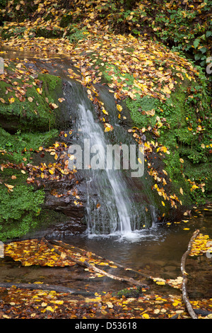 Discolored autumn leaves on a moss-covered tree stump, shallow depth of ...