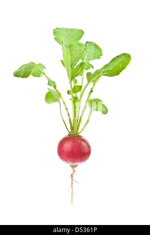 Single radish isolated on white background Stock Photo - Alamy
