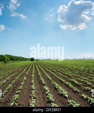 field with green shots and cloudy sky Stock Photo - Alamy