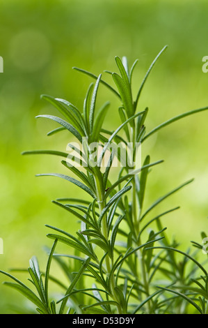 Close-up of fresh rosemary plant with green leaves Stock Photo - Alamy