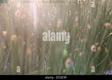 Knotted Club Rush (Isolepis Nodosa) Along Water's Edge Stock Photo - Alamy
