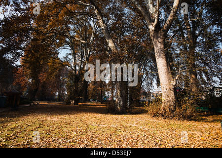 Trees in a garden, Chinar Bagh, Srinagar, Jammu And Kashmir, India ...