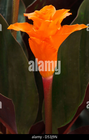 Orange flower calathea close to the isolated on a white background ...