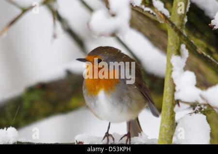 Robin in Spring time snow Stock Photo - Alamy