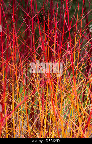 close up of Cornus sanguinea midwinter fire stems in UK garden February ...
