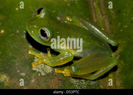 Spiny Cochran Frog, Teratohyla spinosa, at nighttime in the rainforest ...