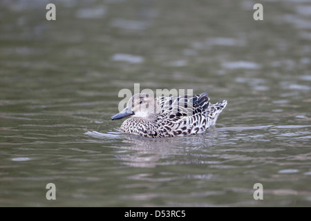 Garganey Duck - Anas querquedula Female on grass Stock Photo - Alamy