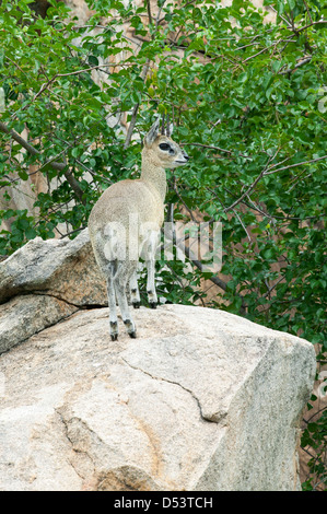 Klipspringer, oreotragus oreotragus, on the rocky outcrops in the Lobo ...