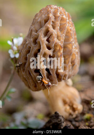 March 23, 2013 - Elkton, Oregon, U.S - A morel mushroom is displayed ...