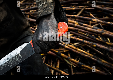 Worker cutting sugar cane by hand at harvest, northern Peru Stock Photo ...