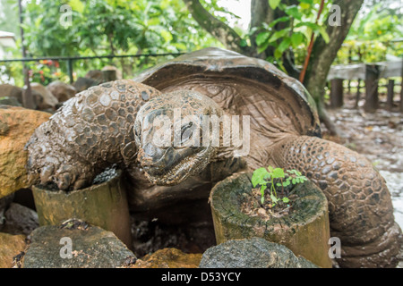 indigenous Giant Tortoise in Seychelles Stock Photo - Alamy