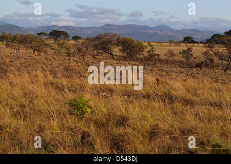 Savanna Grasslands, with Kanuku Mountains. North Rupununi. November ...
