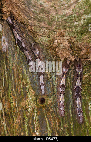 Blue Morpho Butterfly larva, (Morpho peleides limpida Stock Photo - Alamy