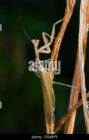 A Congo Green Mantis (Sphodromantis aurea) in vegetation at night in ...