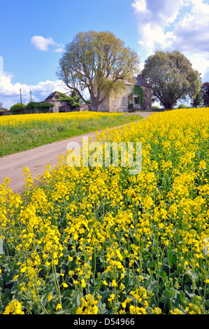 Field path with a rapeseed field Stock Photo - Alamy