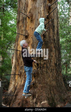Father and daughter climbing the Gloucester Tree, giant Karri tree once ...