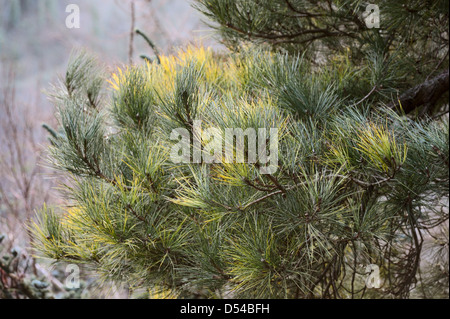 Red band on pine needles, diagnostic signs of Dothistroma Needle Blight ...