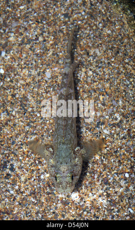 Rock Goby from above in aquarium Stock Photo - Alamy