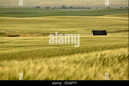 Rural Saskatchewan in summer with crops Canada Stock Photo - Alamy