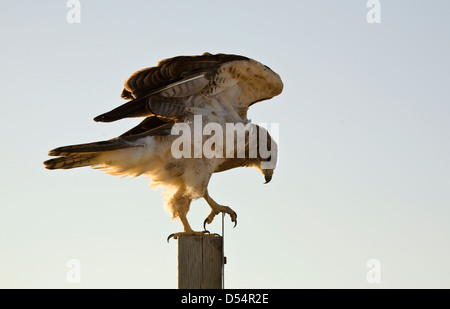 Swainson Hawk on Post in Alberta Canada Stock Photo - Alamy