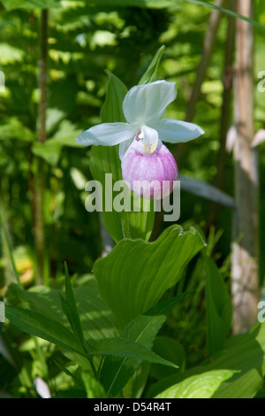 lady slipper orchids Stock Photo - Alamy
