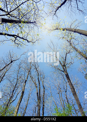 crown tree with sunshine in spring, note shallow depth of field Stock ...