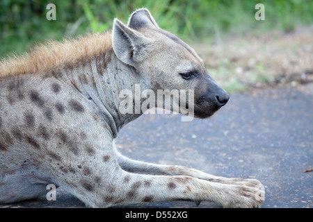 Spotted Hyena. South Africa, Kruger's National Park Stock Photo - Alamy