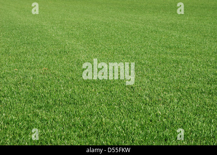 Perfect cut green grass Stock Photo - Alamy