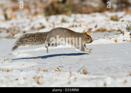 Grey Squirrel (Sciurus hudsonicus) running in snow Stock Photo - Alamy