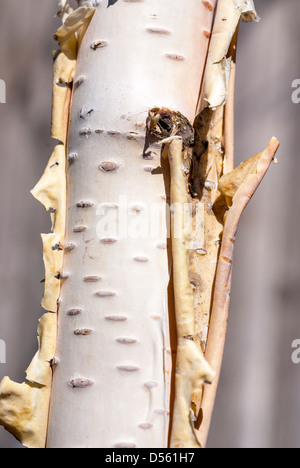 Person peeling bark from White Birch Tree Betula papyrifera Michigan ...