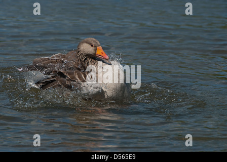 Greylag Goose Anser anser splashing washing bathing Oxfordshire UK ...