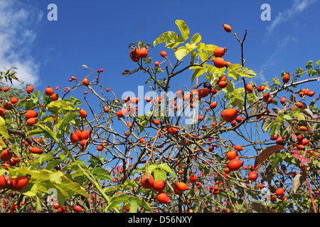 ripe hip roses on green leaves, isolated on white Stock Photo - Alamy