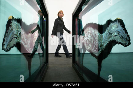 British artist Damien Hirst's work "Love's Paradox," two dissected cows ...