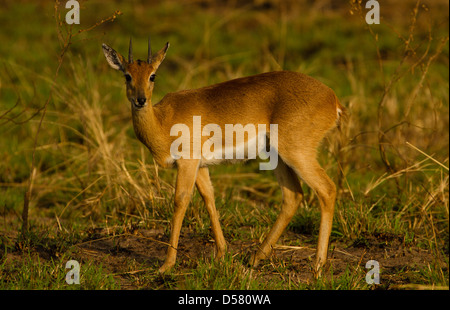 Oribi Antelope (Ourebia ourebi) male marking territory with preorbital ...