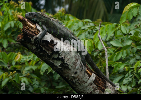 Green Iguana Iguana iguana Novo Airao Amazonas Brazil Stock Photo - Alamy