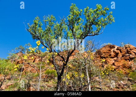 sculptured sandstone formations at Mirima, Hidden Valley National Park ...