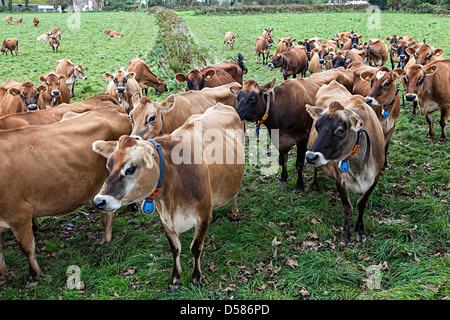 Herd of Jersey cows with collar and number, Jersey, Channel Islands, UK ...