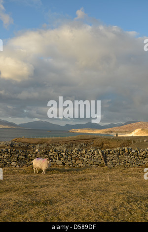 Sheep on Isle of Harris Stock Photo - Alamy