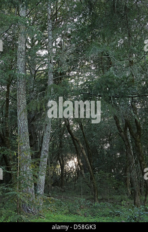 Light coming through the trees in Glacier National Park, Montana, USA ...